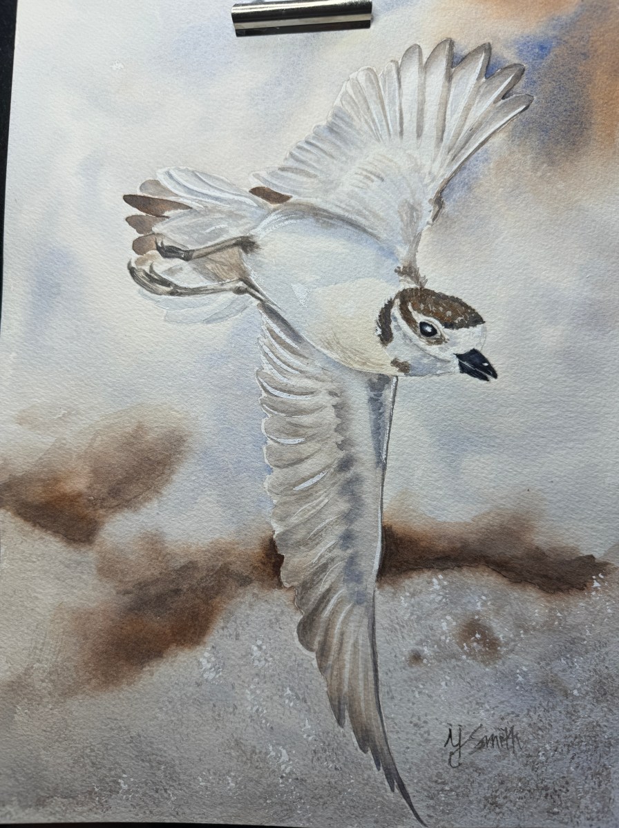 Western Snowy Plover – Inga J Smith