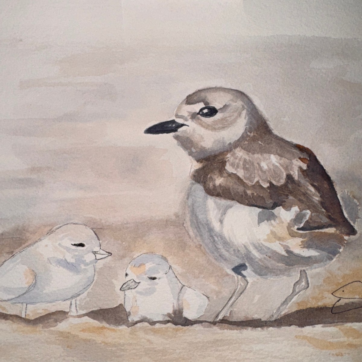 Beginning Watercolor – Snowy Plover – Inga J Smith
