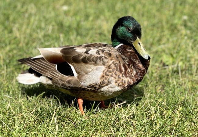 Quiet inspiration at the park – Inga J Smith