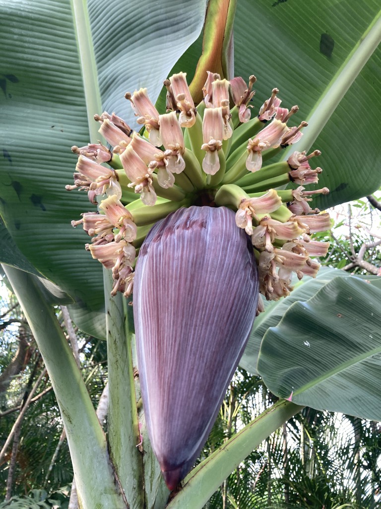 Aloha Banana Bread – Gluten-Free, Paleo, and Big Island Grown – Inga J ...