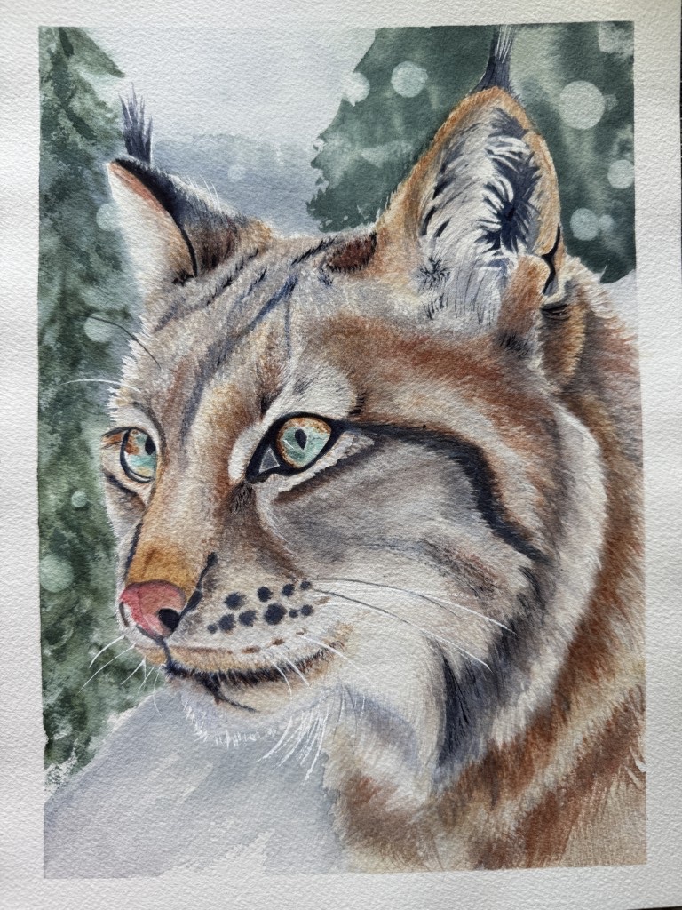 Canada Lynx – Inga J Smith